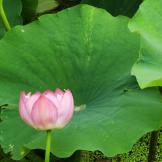 安装HAP时提示“code:9568347 error: install parse native so failed”错误-华为开发者问答 | 华为开发者联盟