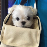 OpenHarmony HDF HDI基础能力分析与使用-华为开发者话题 | 华为开发者联盟