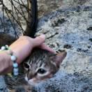 hvigor ERROR: TypeError: Cannot read properties of undefined (reading 'split')-华为开发者问答 | 华为开发者联盟