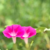 分享：安装HAP时提示“code:9568332 error: install sign info inconsistent” | 华为开发者联盟