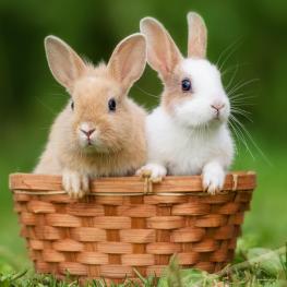 nstall Failed: error: failed to install bundle. code:9568347 error: install parse native so ...