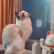 使用hdc命令提示[Fail]ExecuteCommand need connect-key-华为开发者问答 | 华为开发者联盟